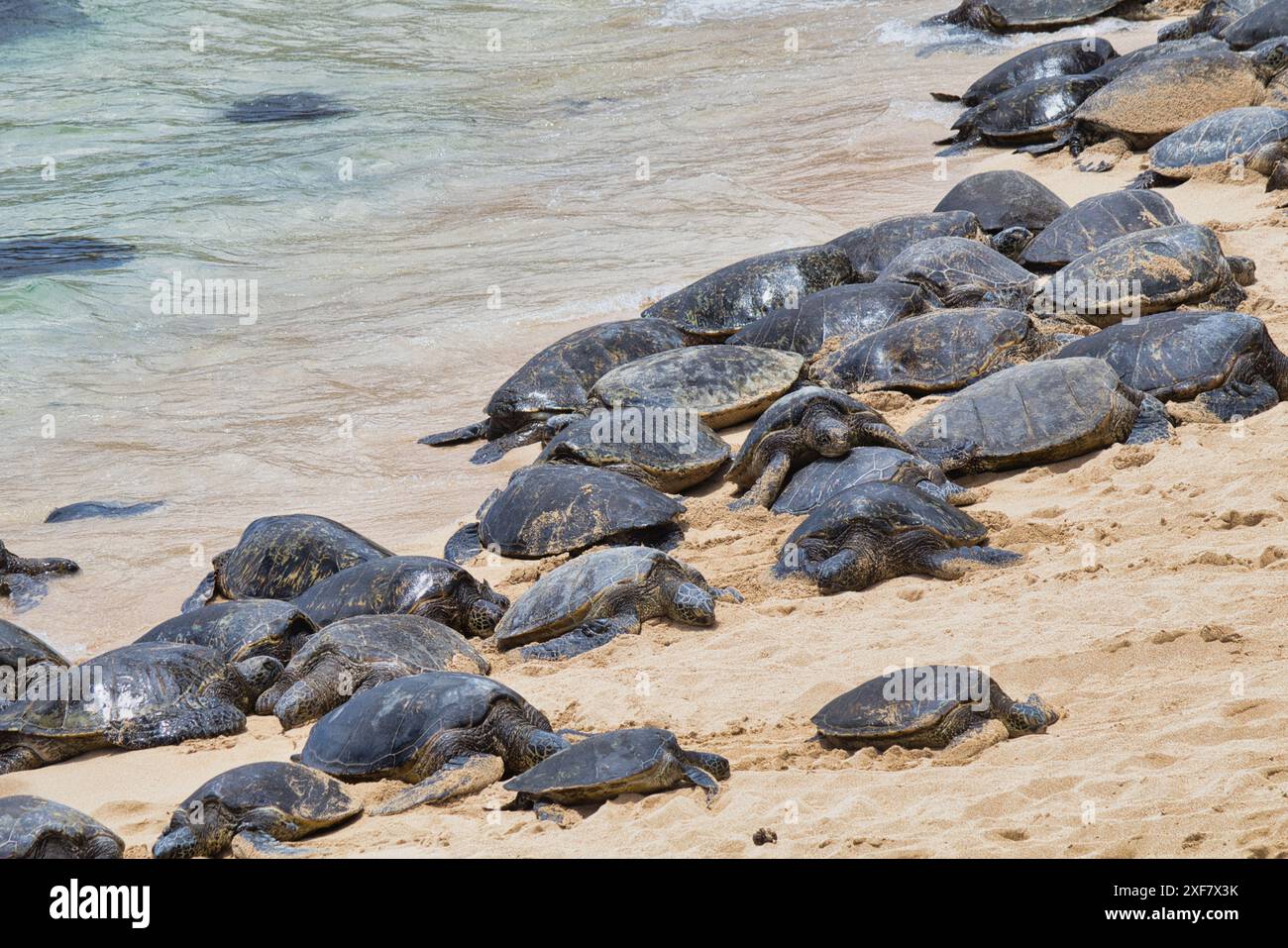 Large group of green sea turtles basking in the sun at Ho'okipa beach ...