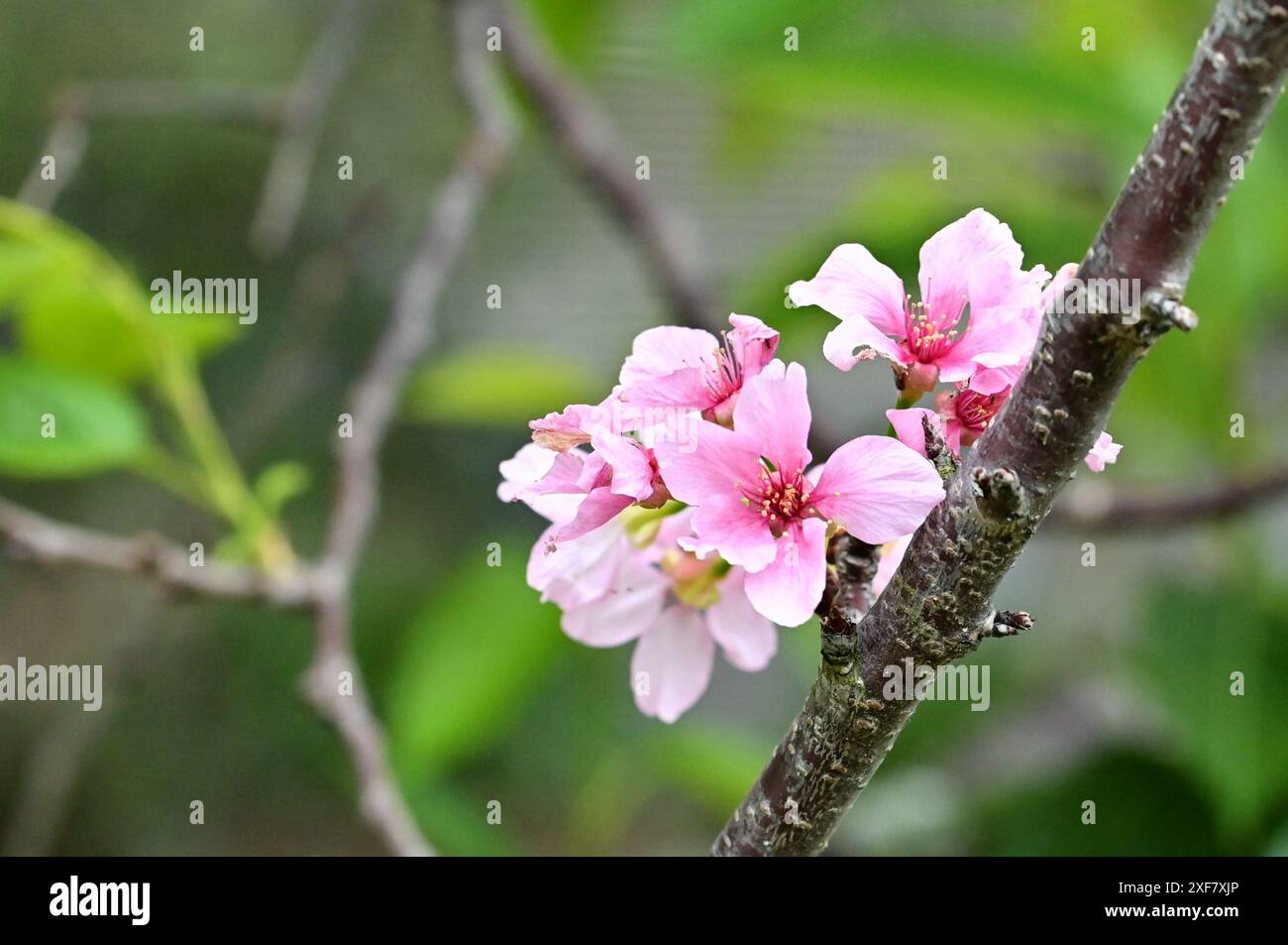 Beloved springtime flower hi-res stock photography and images - Alamy