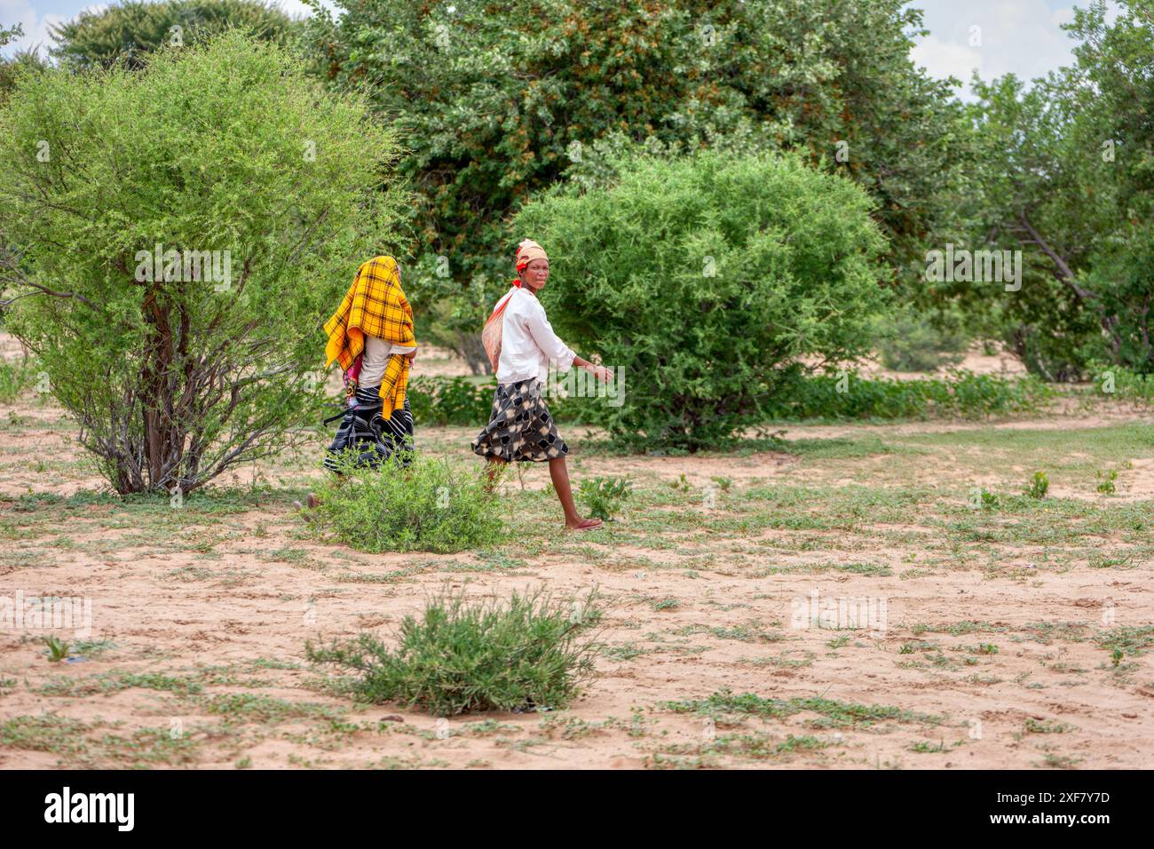 Basarwa african women walking in the bush, San people, traditional ...