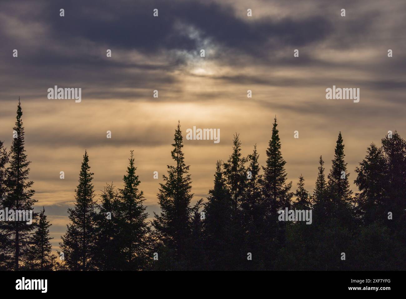 The sun setting over spruce trees in northern Wisconsin Stock Photo - Alamy