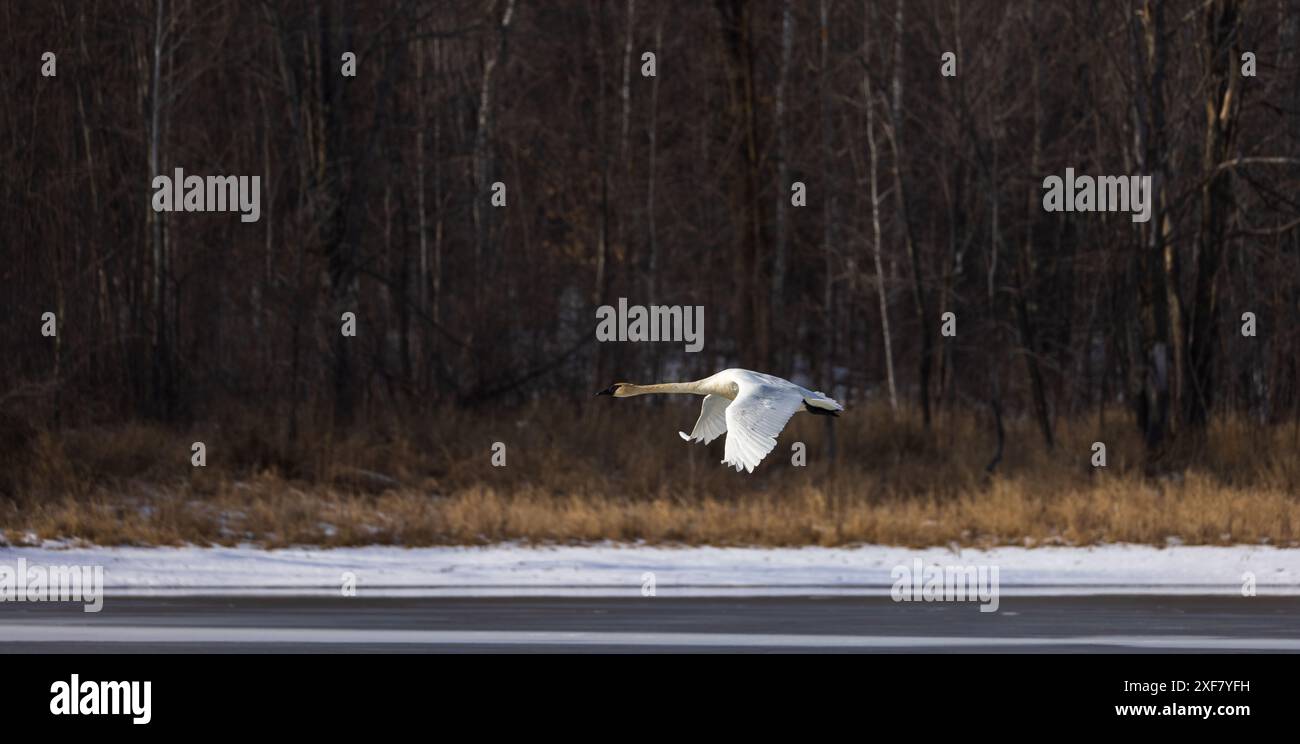 Trumpeter swan flying over a wetland on a March afternoon in northern ...
