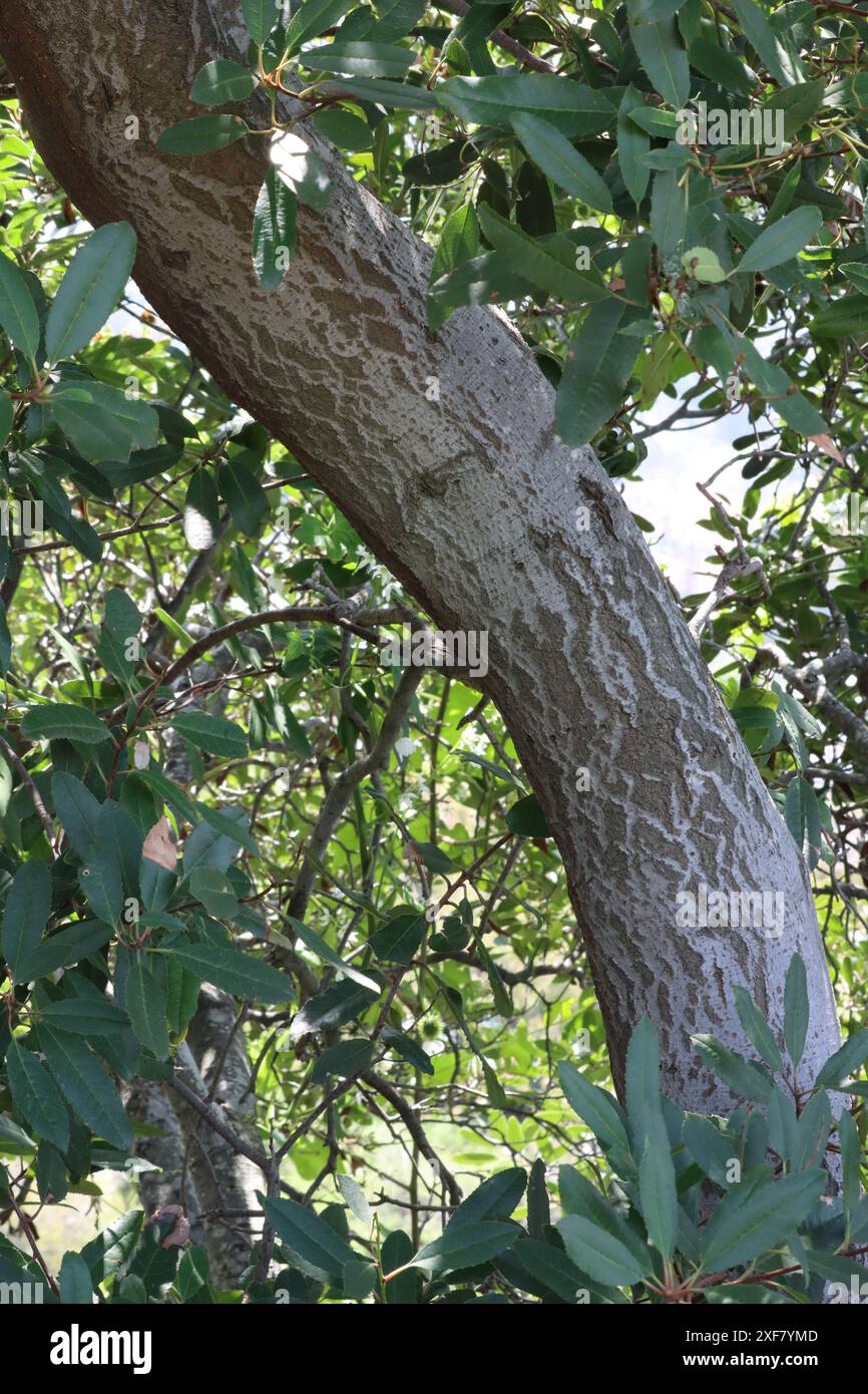 Toyon, Heteromeles Arbutifolia, an enchanting native shrub with aging ...