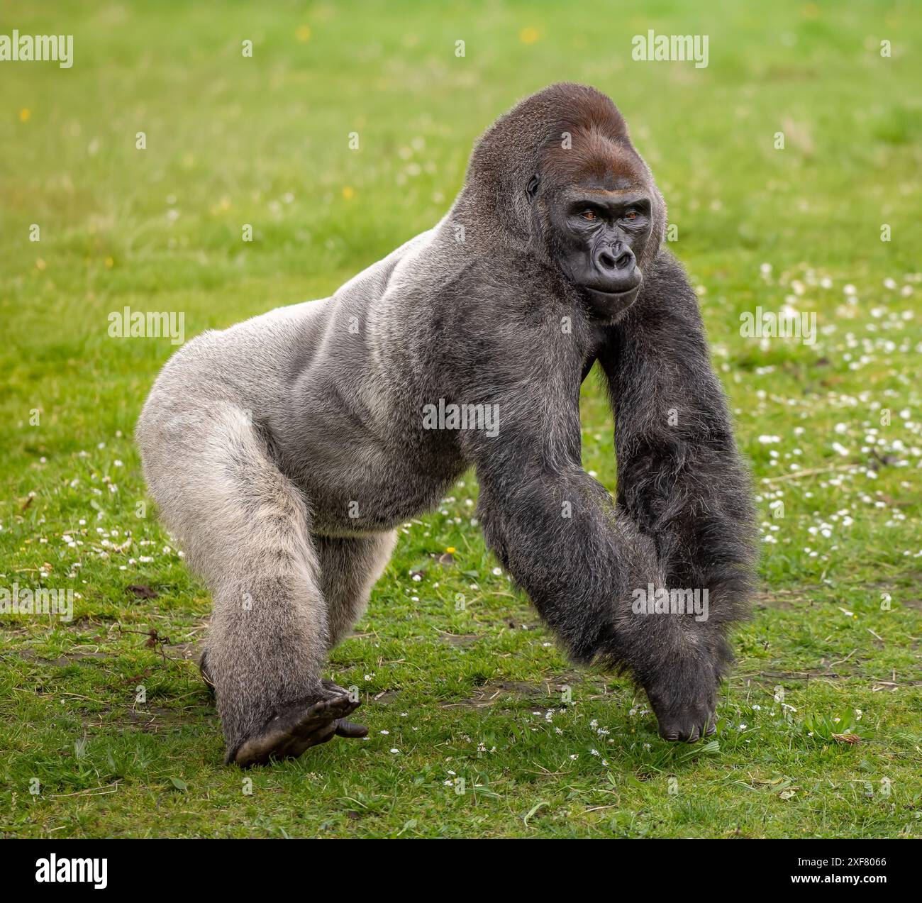 A Western Lowland Gorilla Gorilla Walking On Green Grass In A Natural