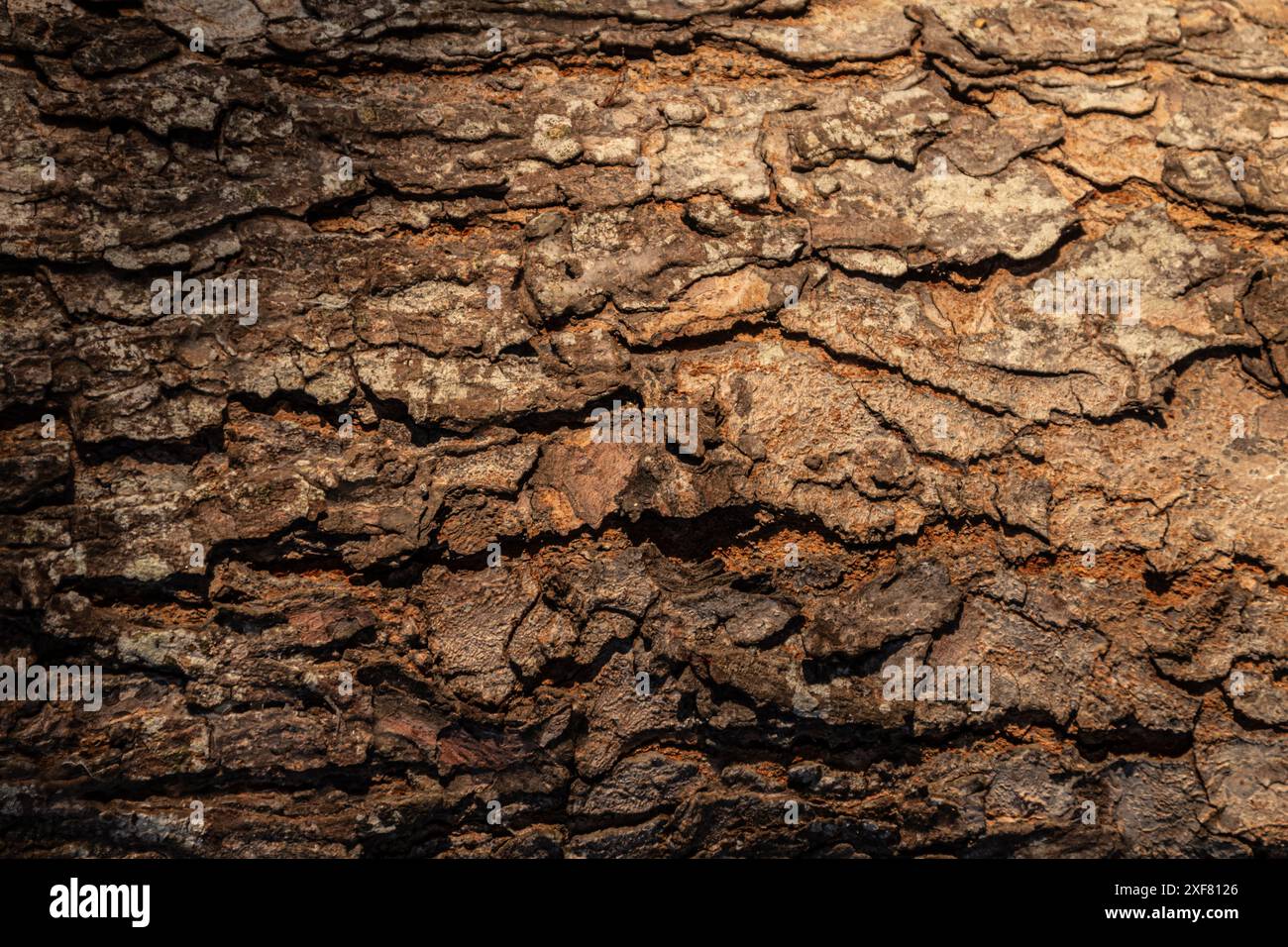 detailed texture of tree bark with rough surface and natural pattern ...
