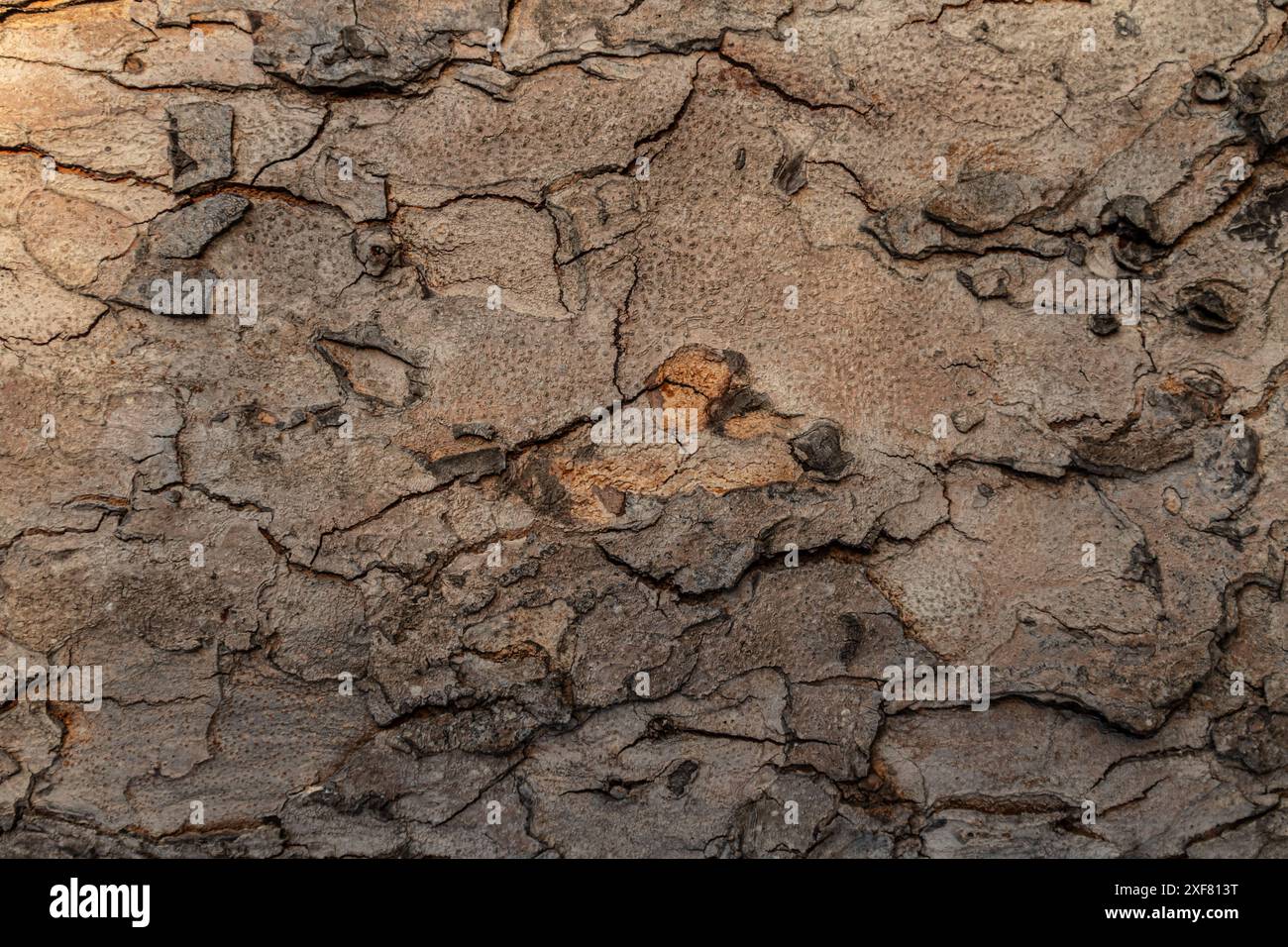 detailed texture of tree bark with rough surface and natural pattern ...