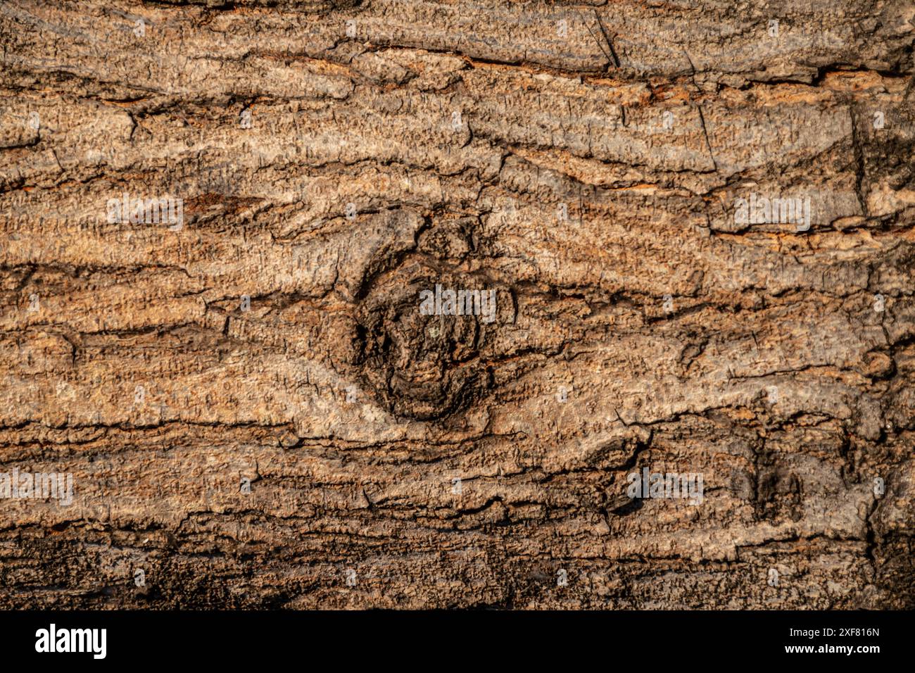 detailed texture of tree bark with rough surface and natural pattern ...