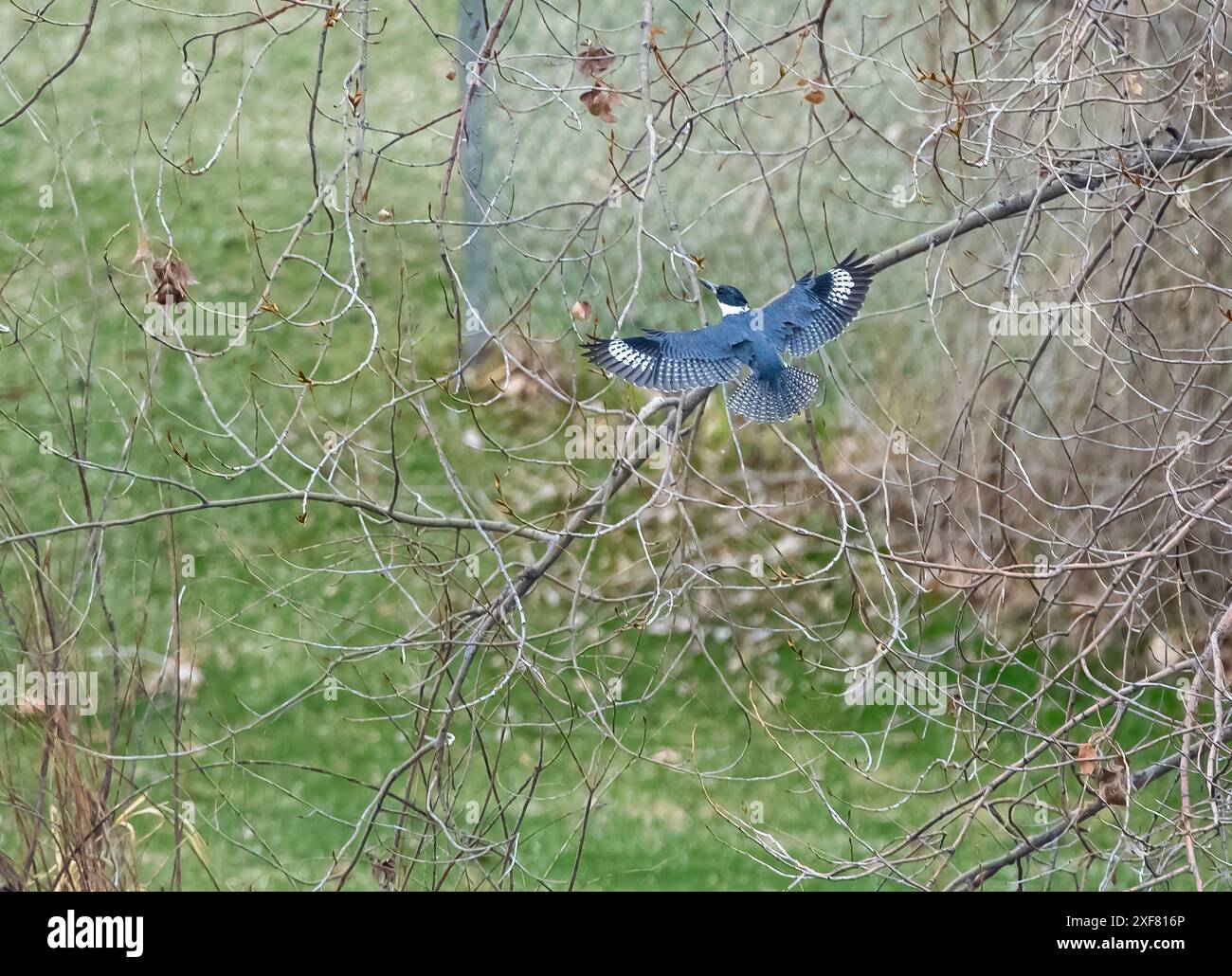 A Belted Kingfisher bird in a park setting, flying up towards a perch ...