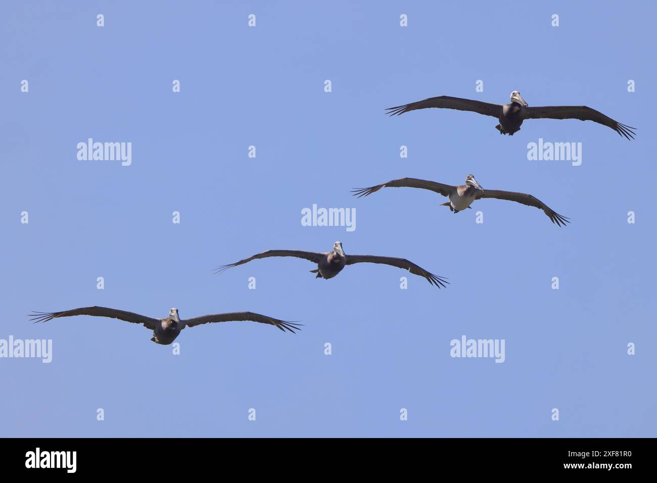 A flock of pelicans flying in a clear blue sky, showcasing their wide ...