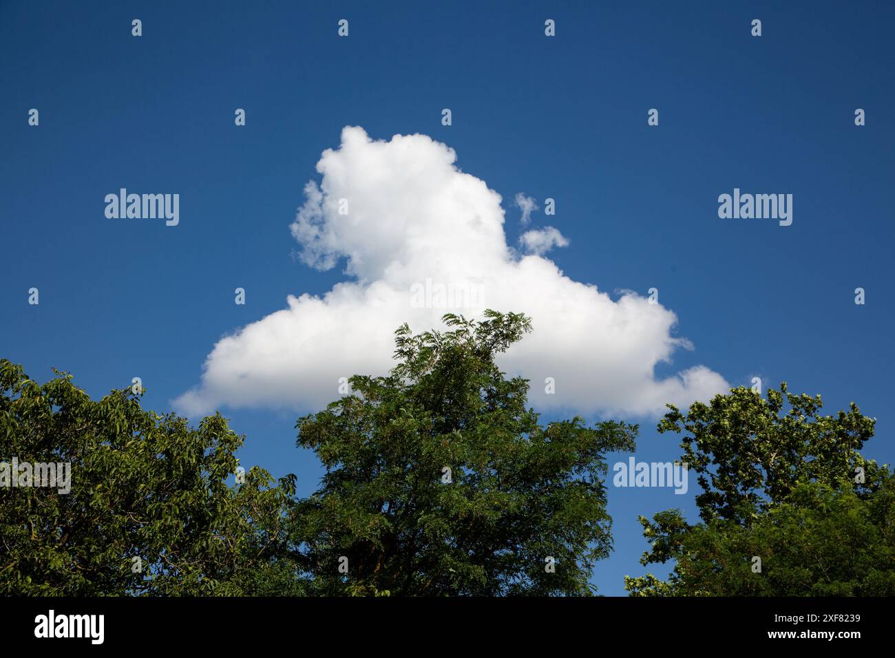 Oak tree canopies hi-res stock photography and images - Alamy