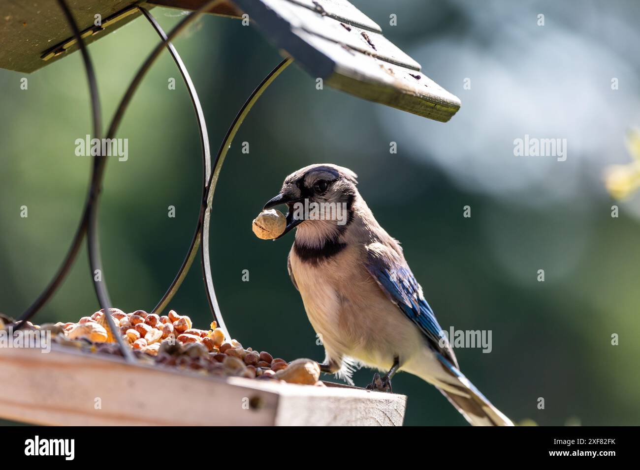 A blue jay sits on a Northeast Indiana platform bird feeder while ...