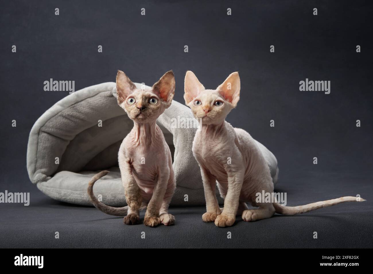 Two Devon Rex kittens in a plush bed, its slender body and oversized ...