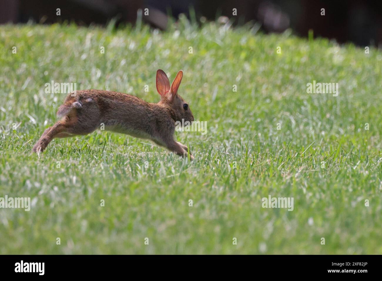 Leaping rabbit hi-res stock photography and images - Alamy