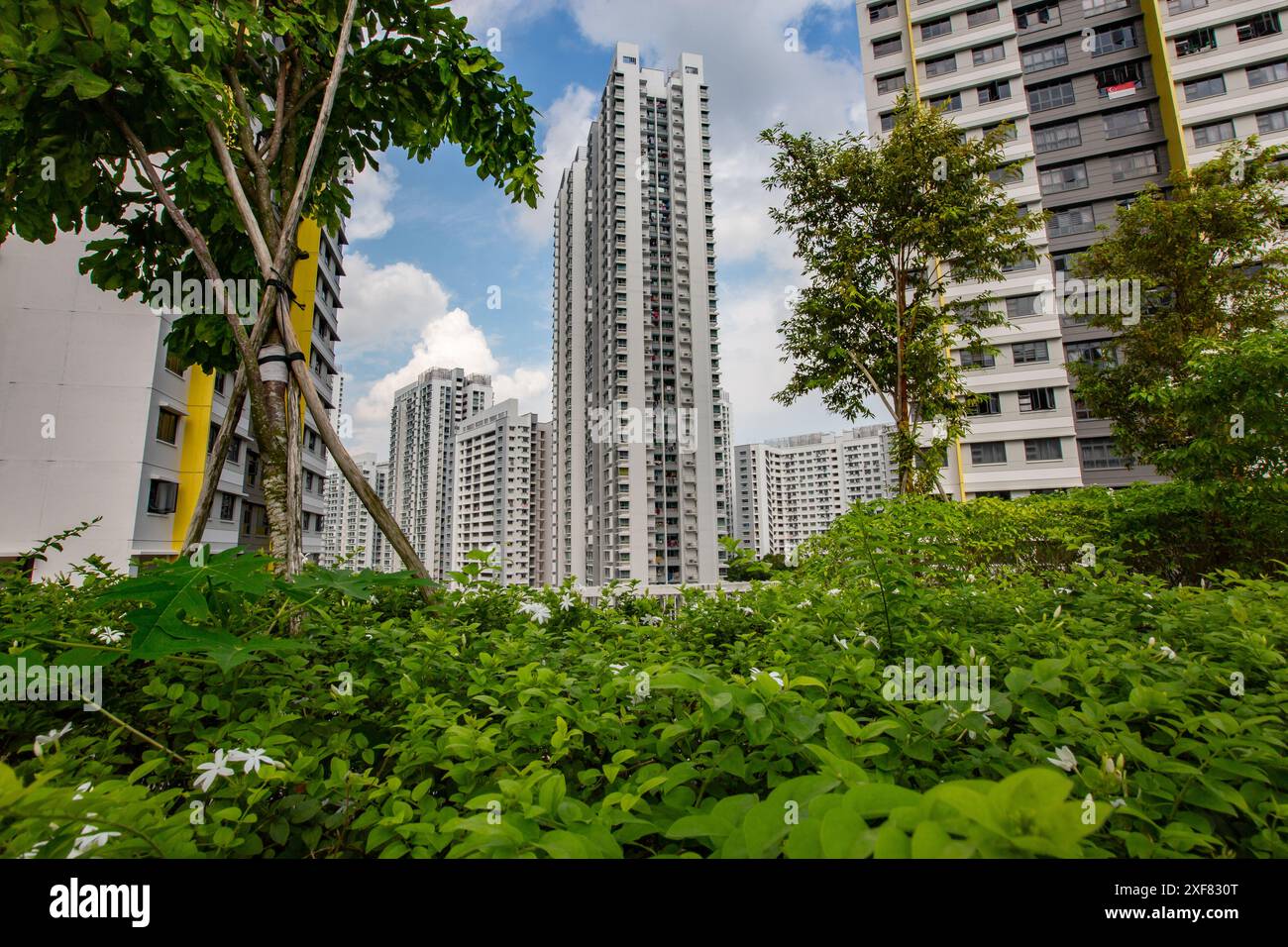 Rooftop outdoor green garden. Lush nature greenery landscaping facility ...