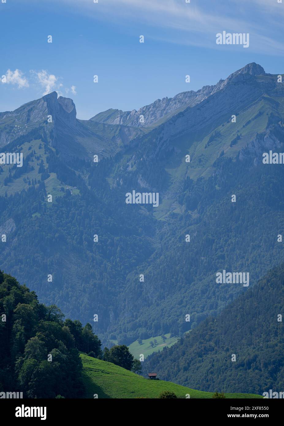 Forest background. Forest in the Alps mountains, Swiss. Mountain ...