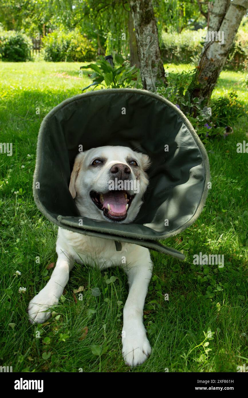 Victorian-collared Labrador, injured snout, resting in yard Stock Photo ...
