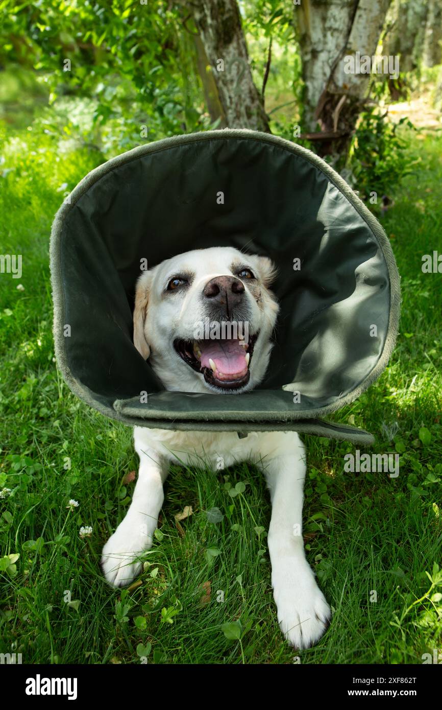 Victorian-collared Labrador, injured snout, resting in yard Stock Photo ...