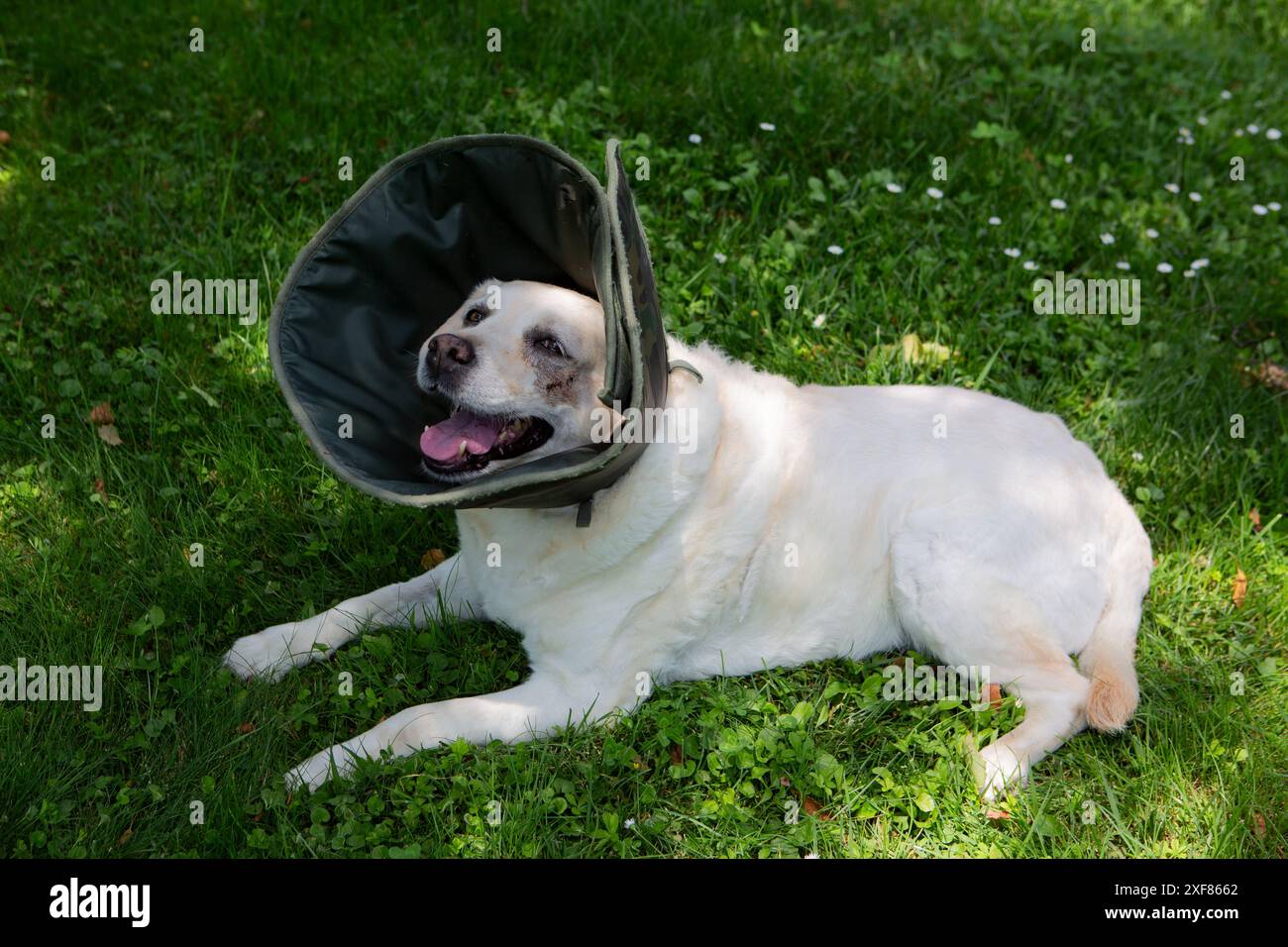 Victorian-collared Labrador, injured snout, resting in yard Stock Photo ...