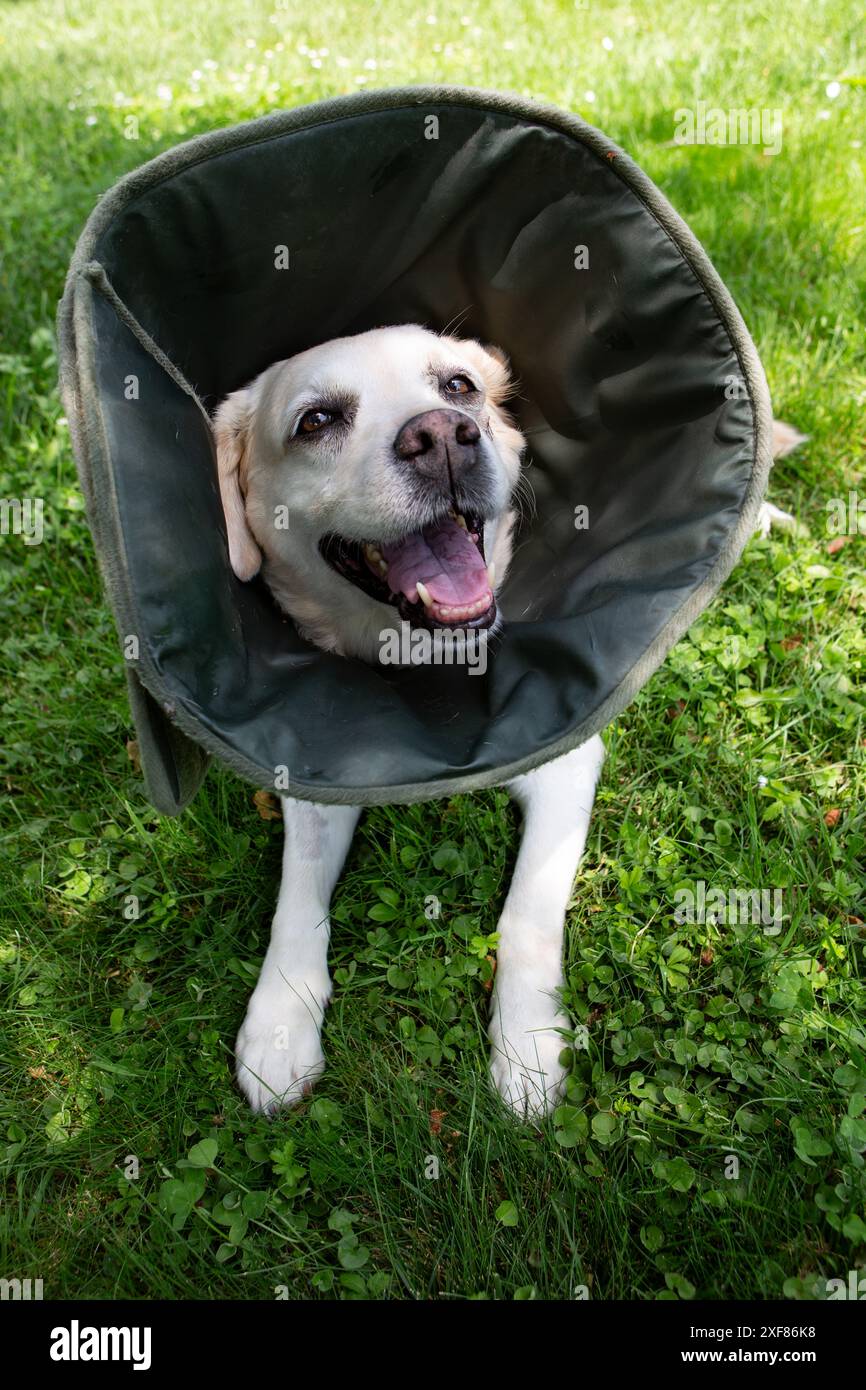 Victorian-collared Labrador, injured snout, resting in yard Stock Photo ...