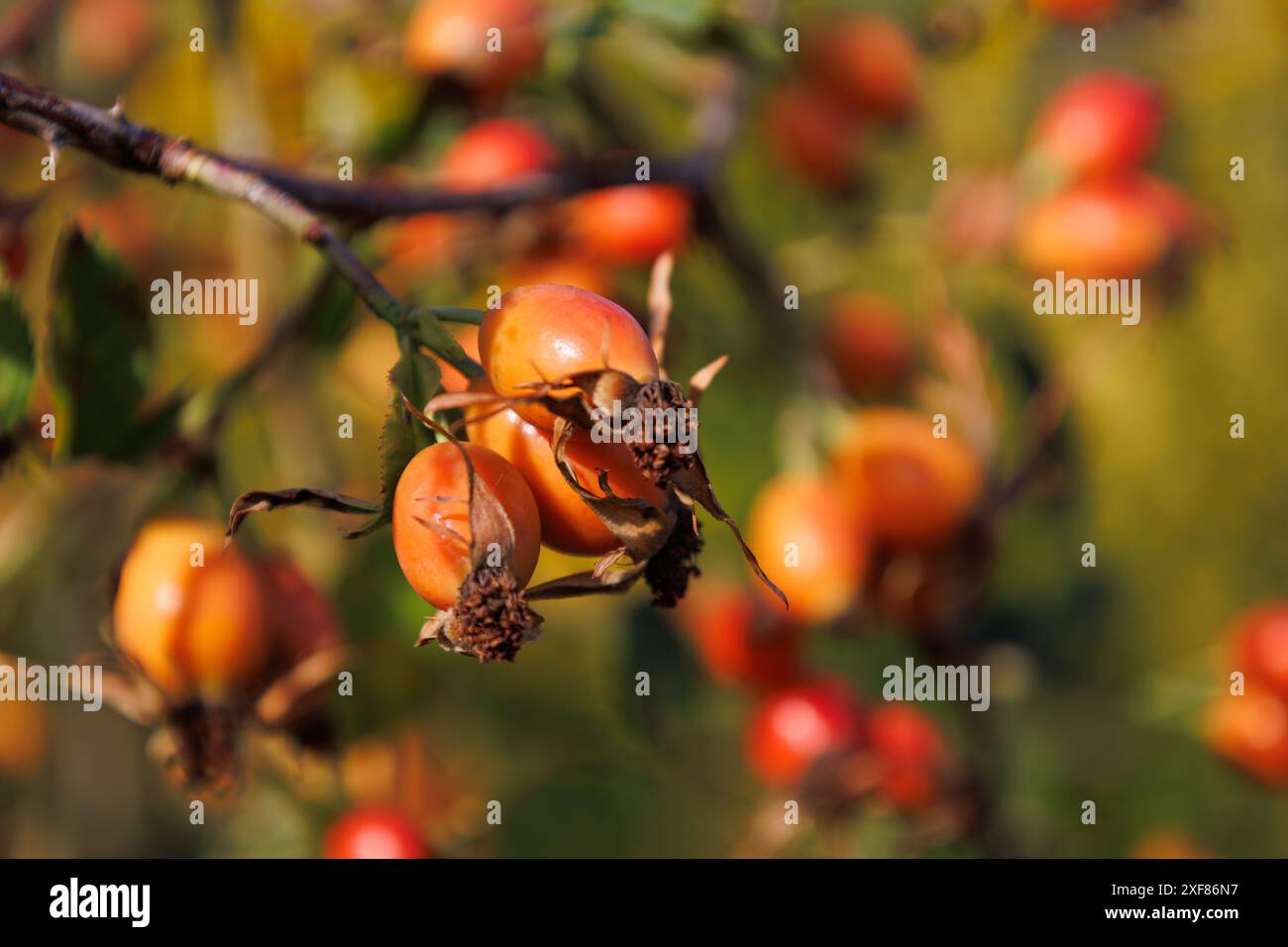 Sweet briar rose hedge hi-res stock photography and images - Alamy