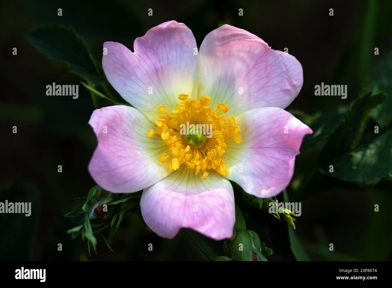 Close-up photo of beautiful wild rose flower blossom Stock Photo - Alamy