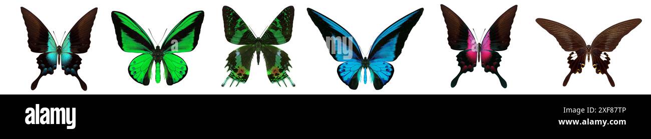 Vibrant exotic butterflies with diverse wing patterns and colors are ...