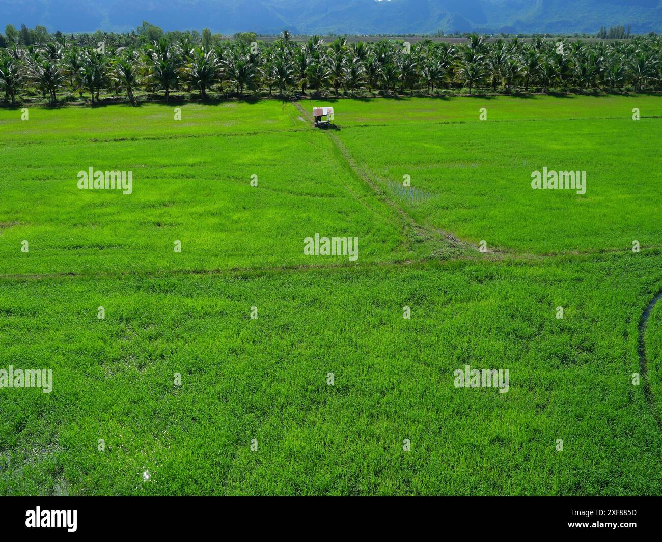 Aerial view of the green rice plant field in water on dirt land, Cereal ...