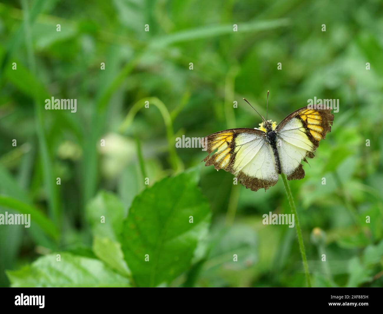 Yellow Orange Tip ( Ixias pyrene ) butterfly seeking nectar on Spanish ...