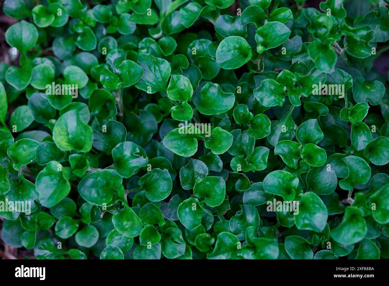 Green watercress grow up in vegetable garden Stock Photo - Alamy