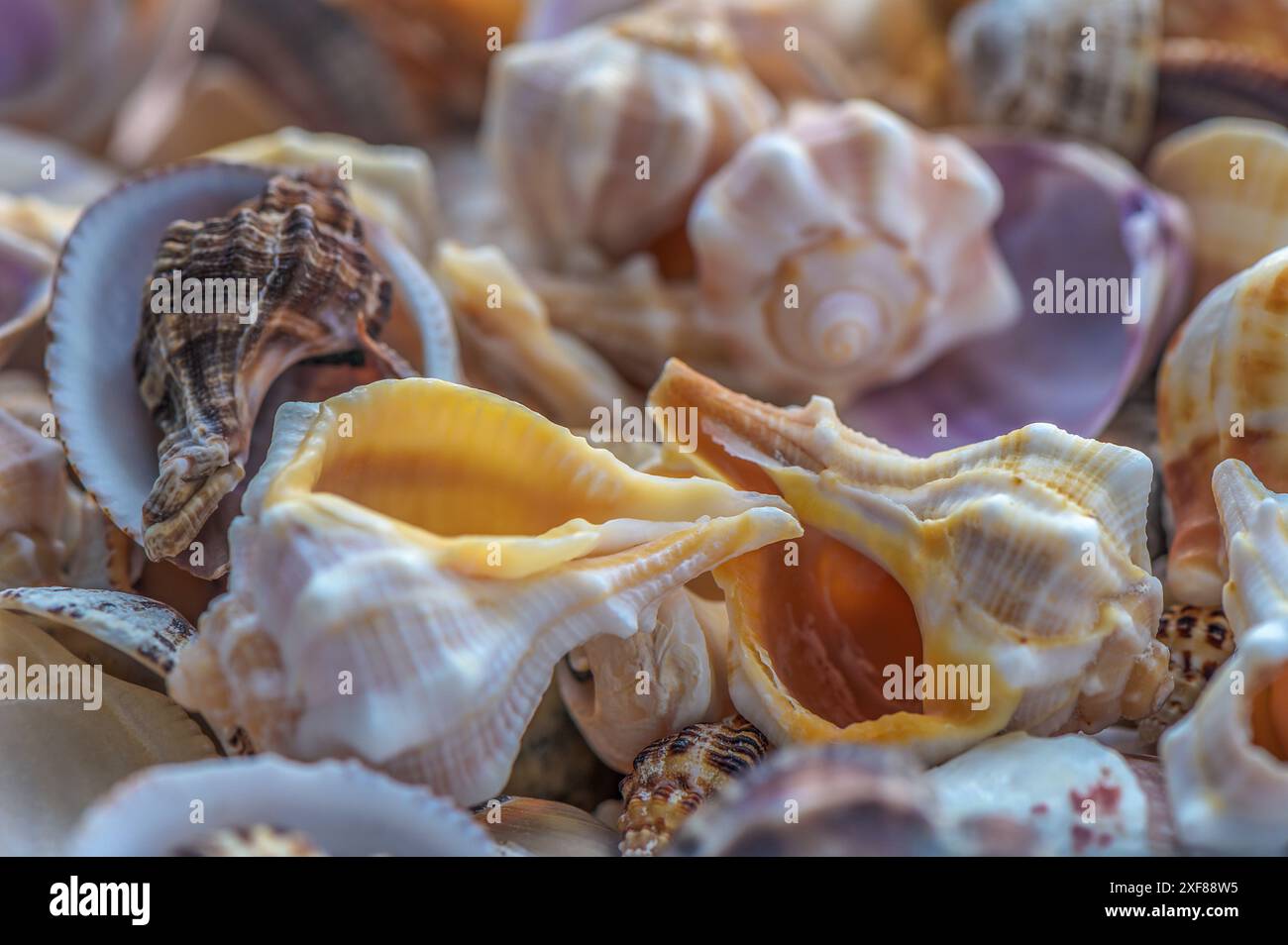 Historical shell ecosystem hi-res stock photography and images - Alamy