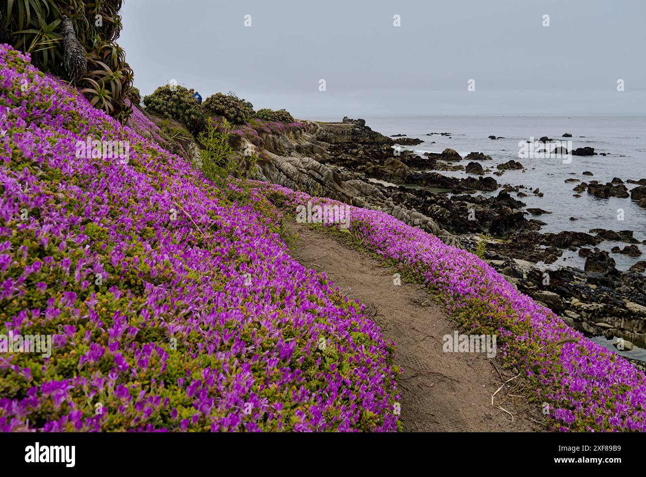 Creeping ice plant blooms like pink carpenter Monterey coast Stock ...