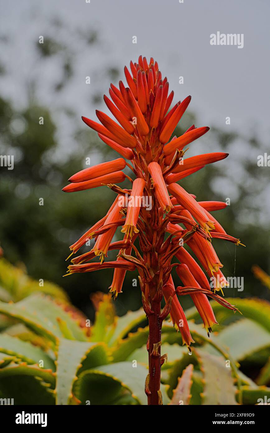 Orange flower aloe arborescens hi-res stock photography and images - Alamy