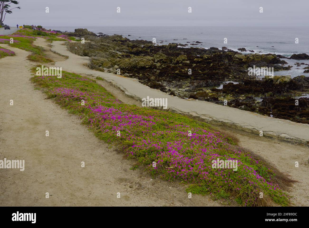 Pick creeping ice plants bloom along the costal trail Stock Photo - Alamy