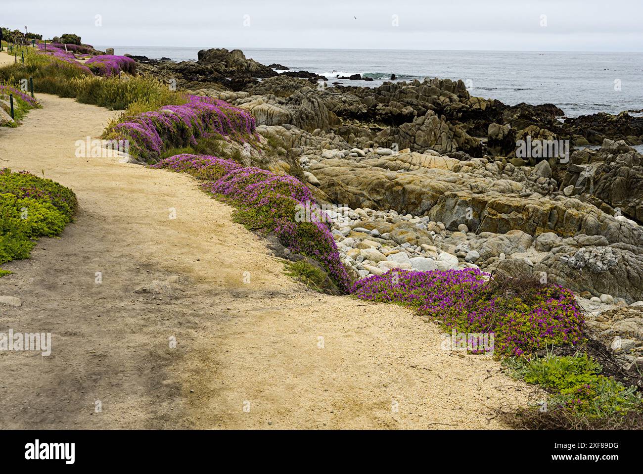 Pick creeping ice plants bloom along the costal trail Stock Photo - Alamy