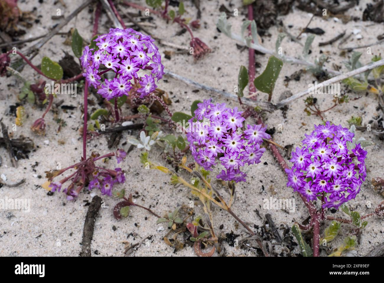 Pink sand verbena bloomsome at beach Stock Photo - Alamy