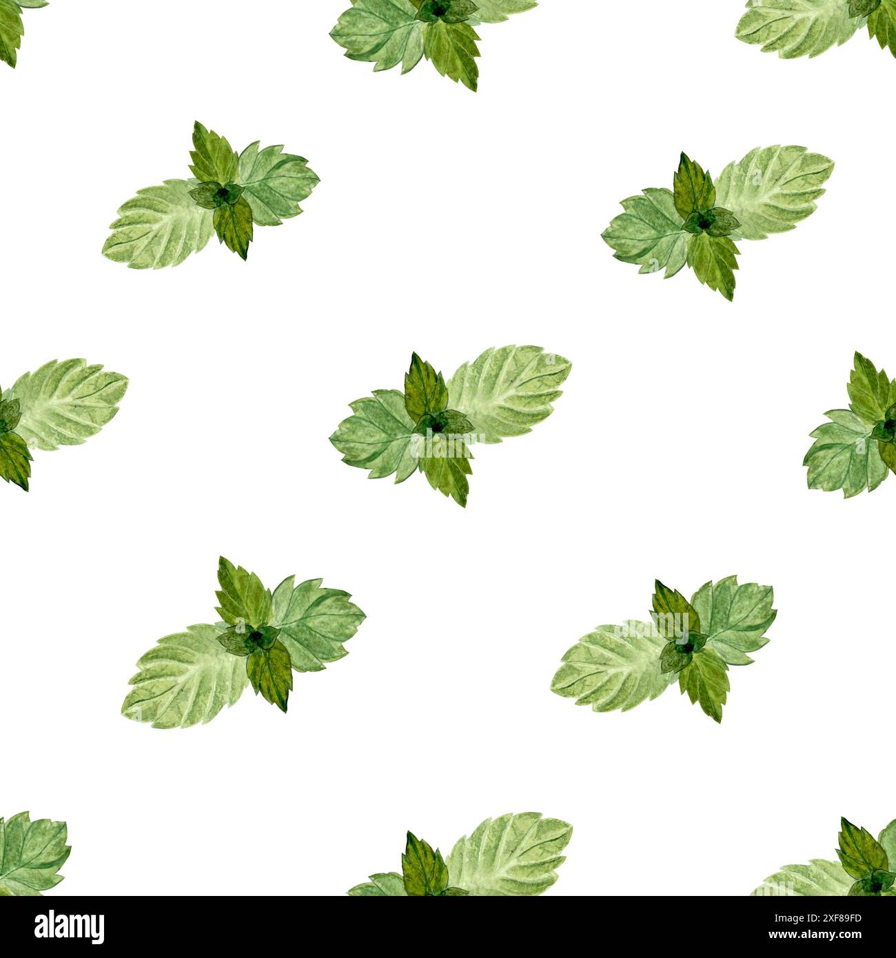 Mint leafs seamless pattern in watercolor isolated on white background ...