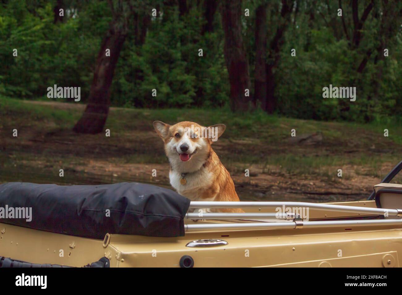 Beautiful dog corgi in yellow hi-res stock photography and images - Alamy