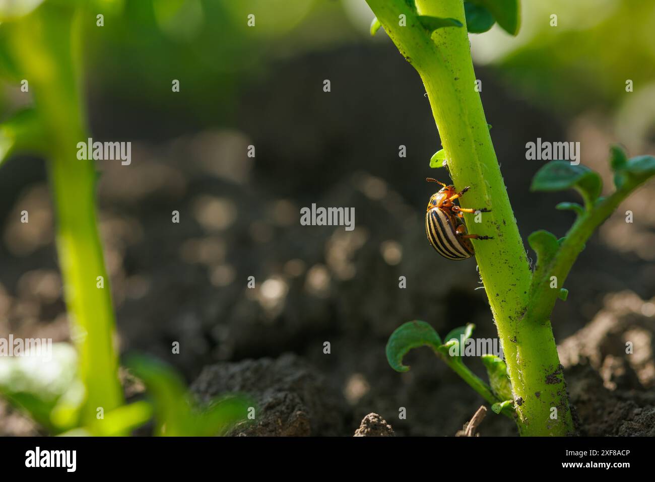 Colorado potato beetle on a potato stem close-up, crop pest, control of ...