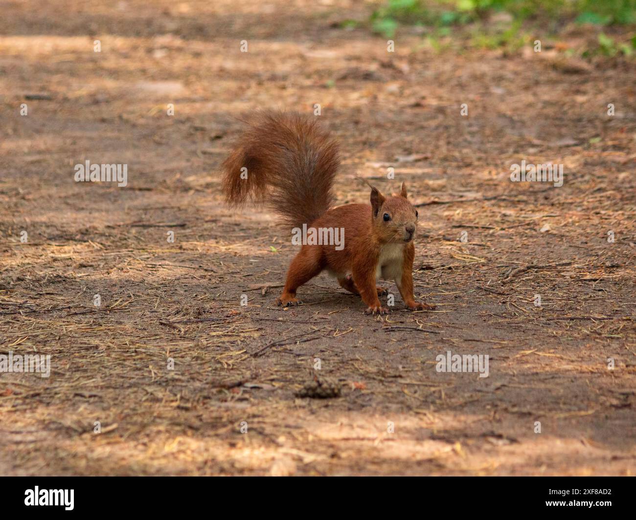 Summer squirrel hi-res stock photography and images - Alamy
