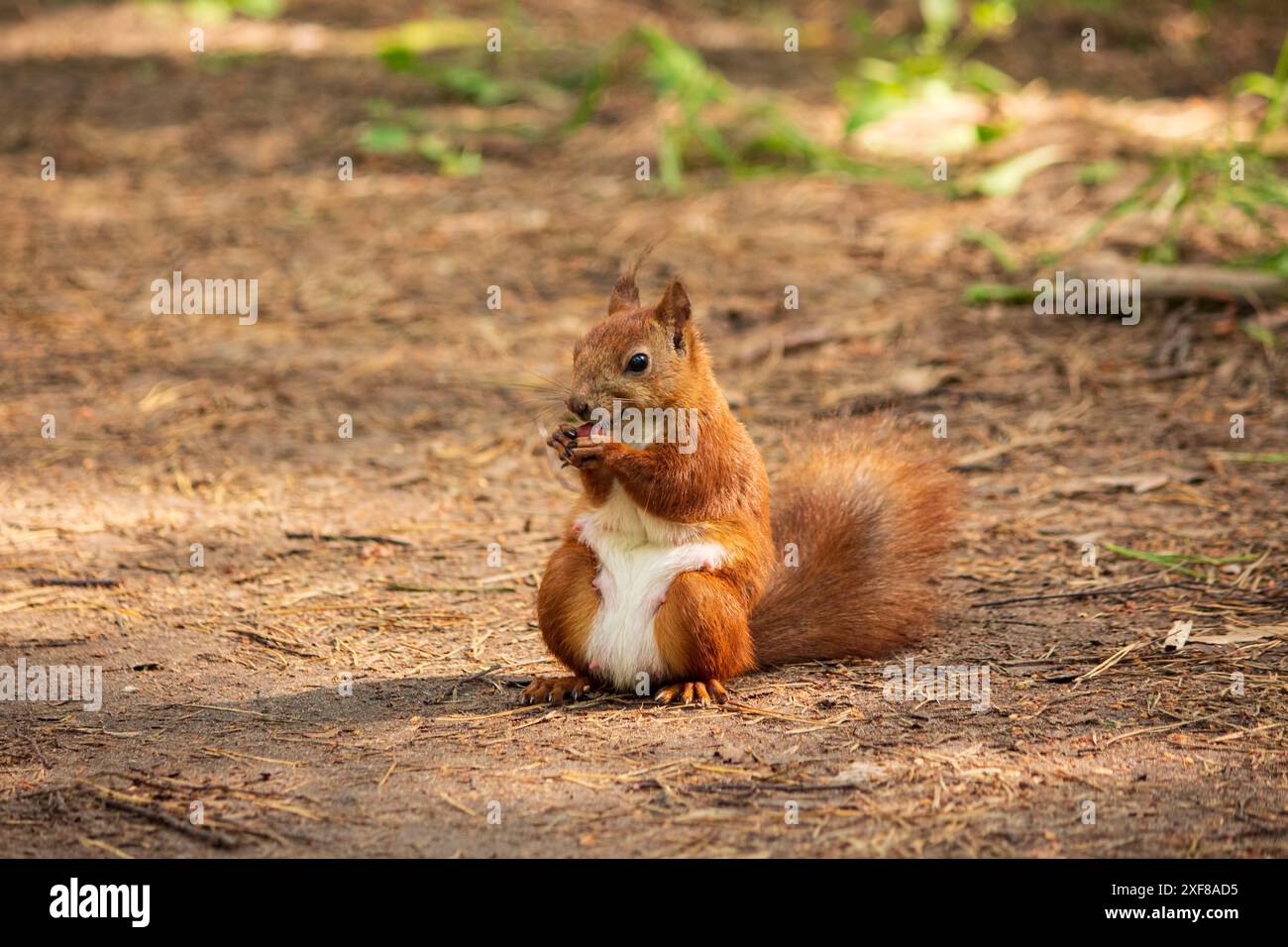 Summer squirrel hi-res stock photography and images - Alamy