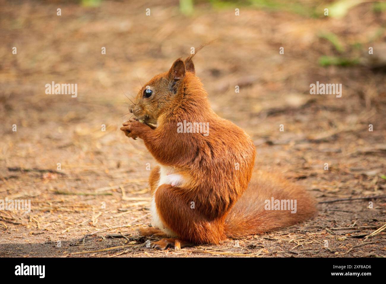 Summer squirrel hi-res stock photography and images - Alamy