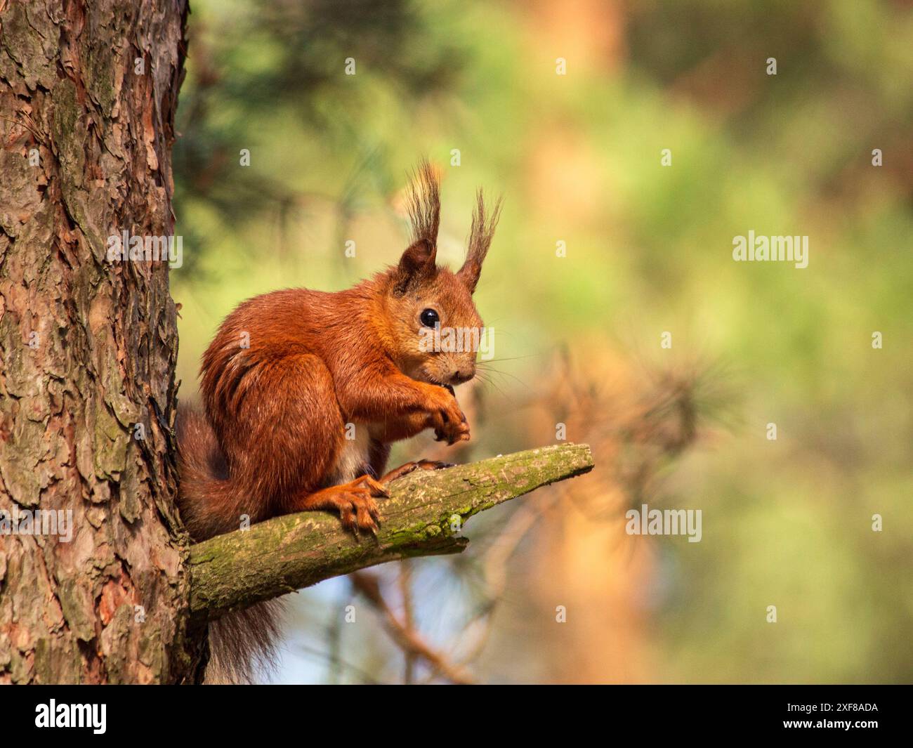 Forest rodents hi-res stock photography and images - Alamy