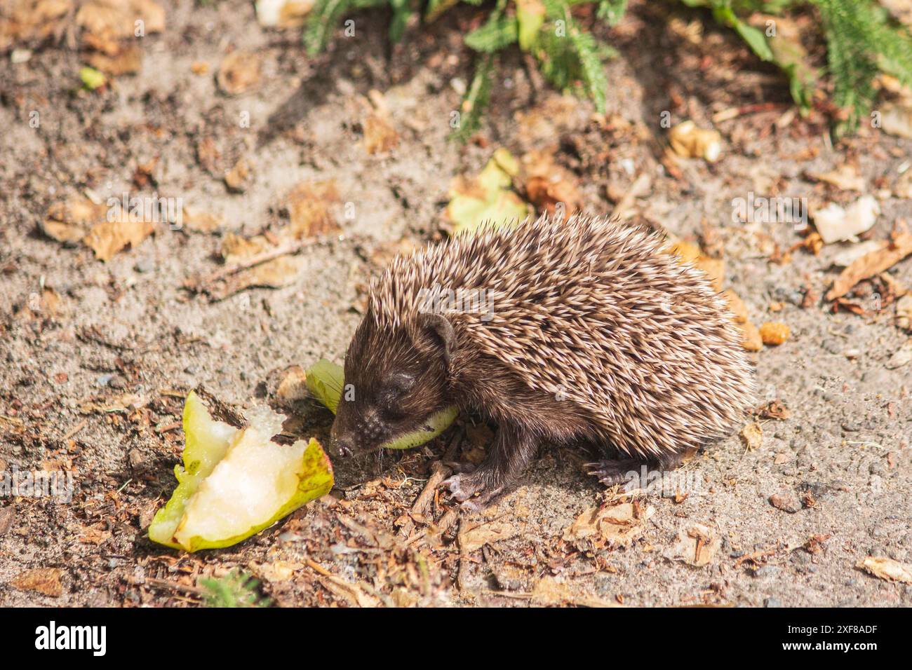 Sick hedgehog hi-res stock photography and images - Alamy