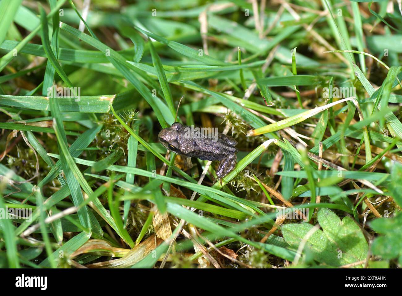 Close up small, young Common frog (Rana temporaria). Family true frogs ...