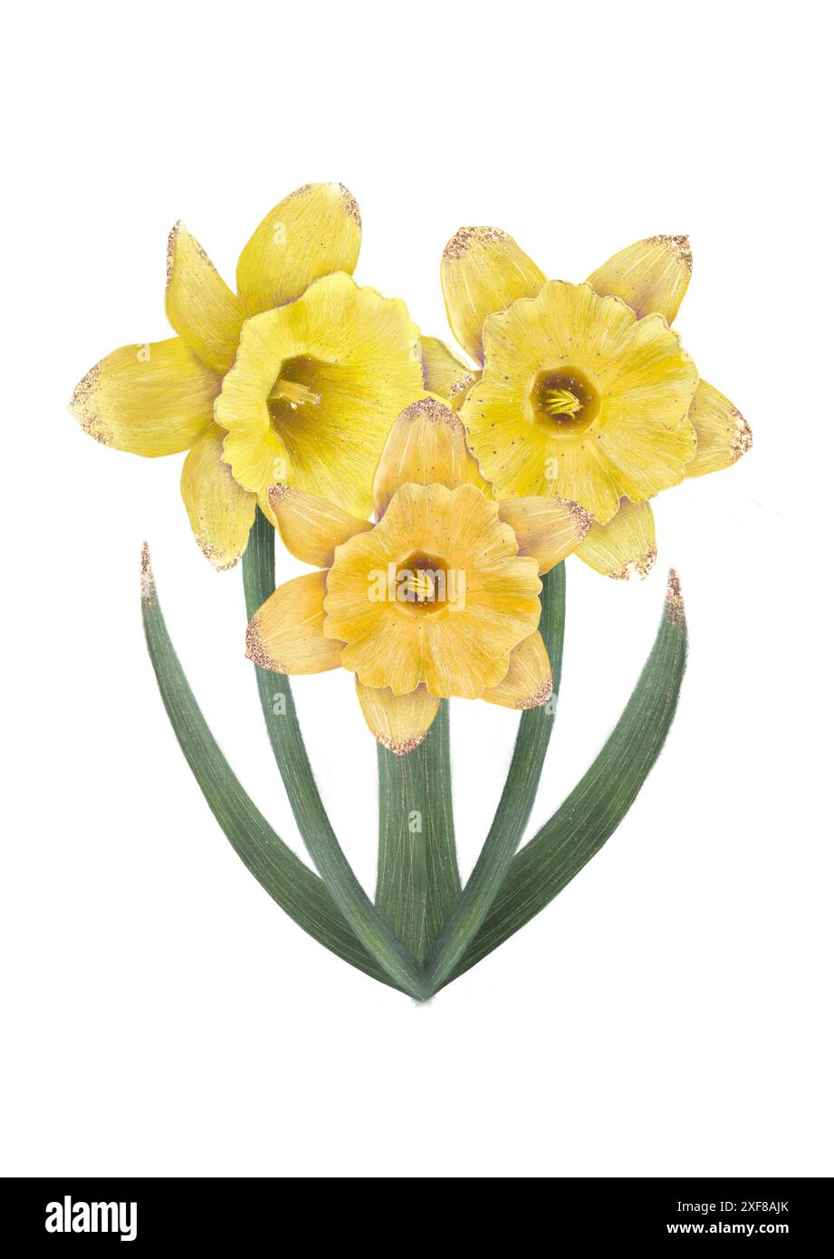Bright daffodil flowers stand out against a white backdrop, displaying ...