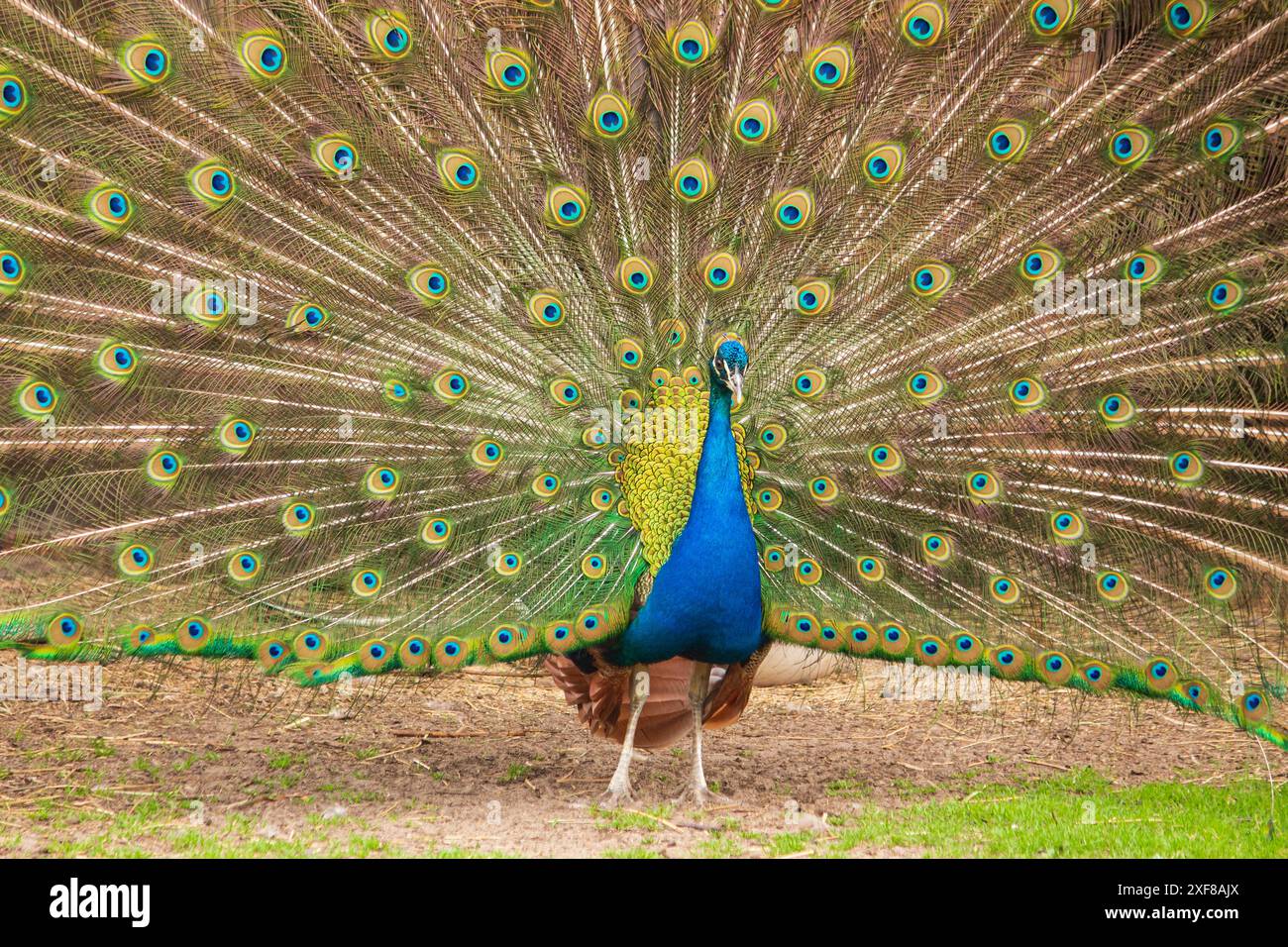 Morning peacock hi-res stock photography and images - Alamy