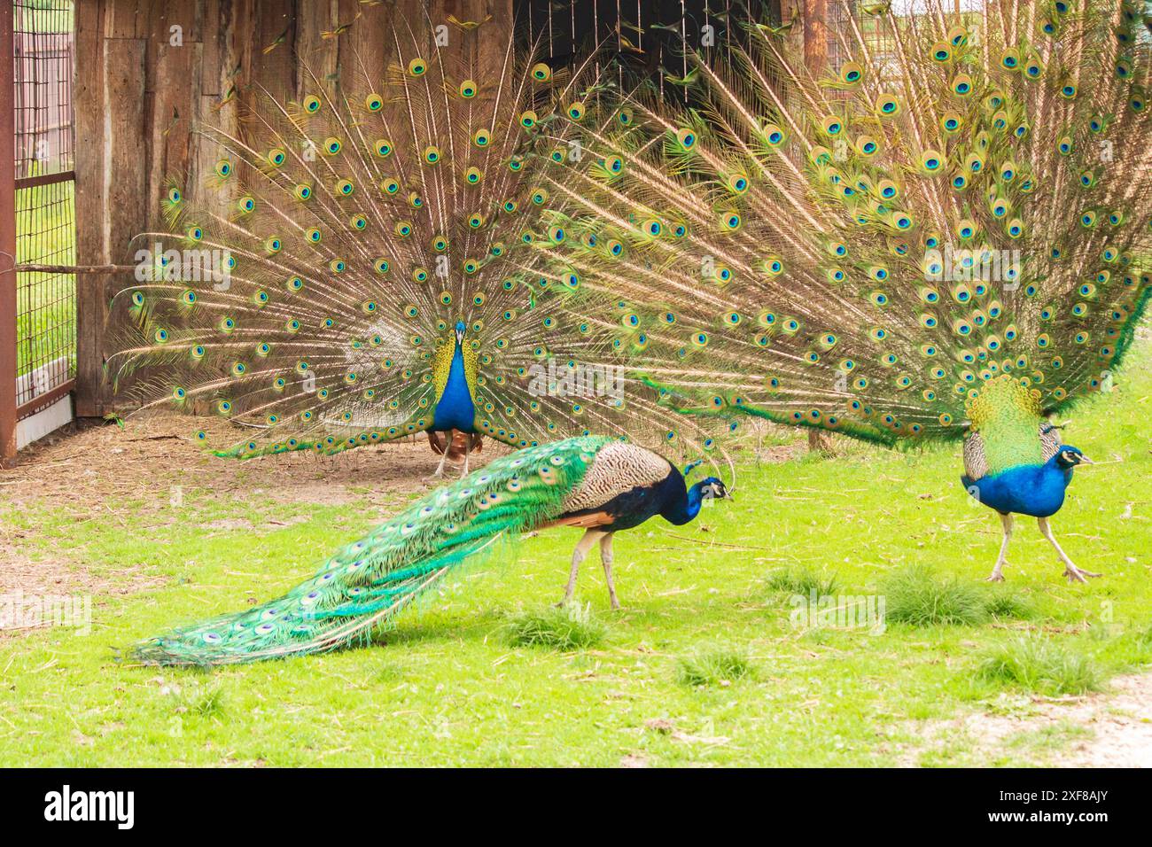 Morning peacock hi-res stock photography and images - Alamy