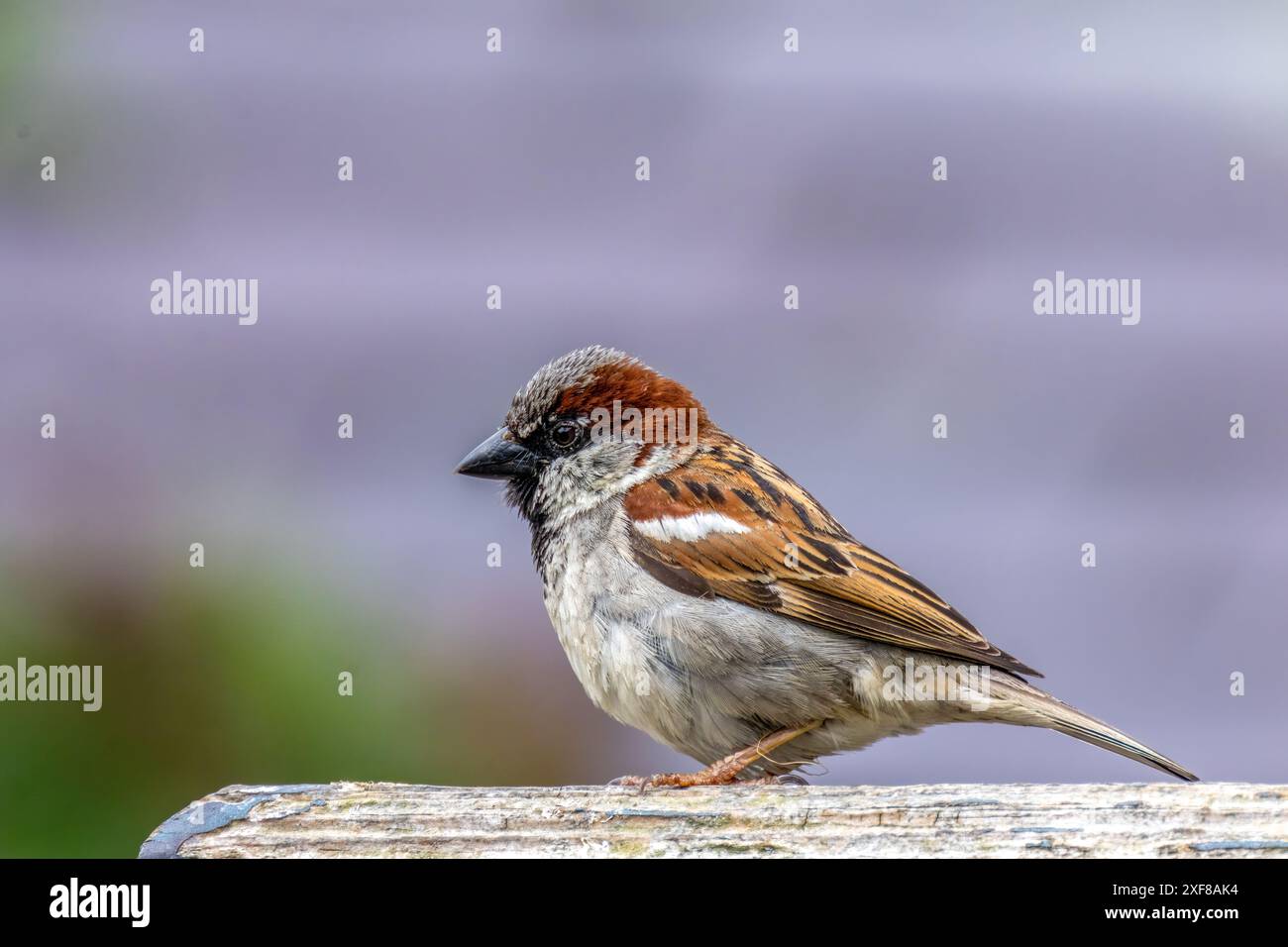 Sparrow on garden fence hi-res stock photography and images - Alamy