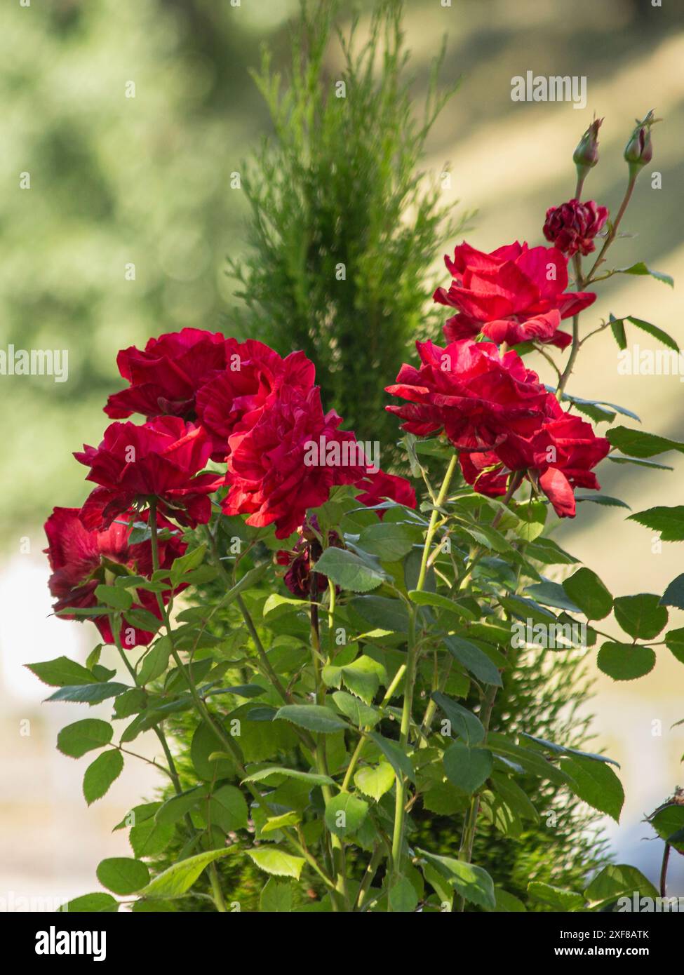 Luxurious roses in garden flower bed Stock Photo - Alamy