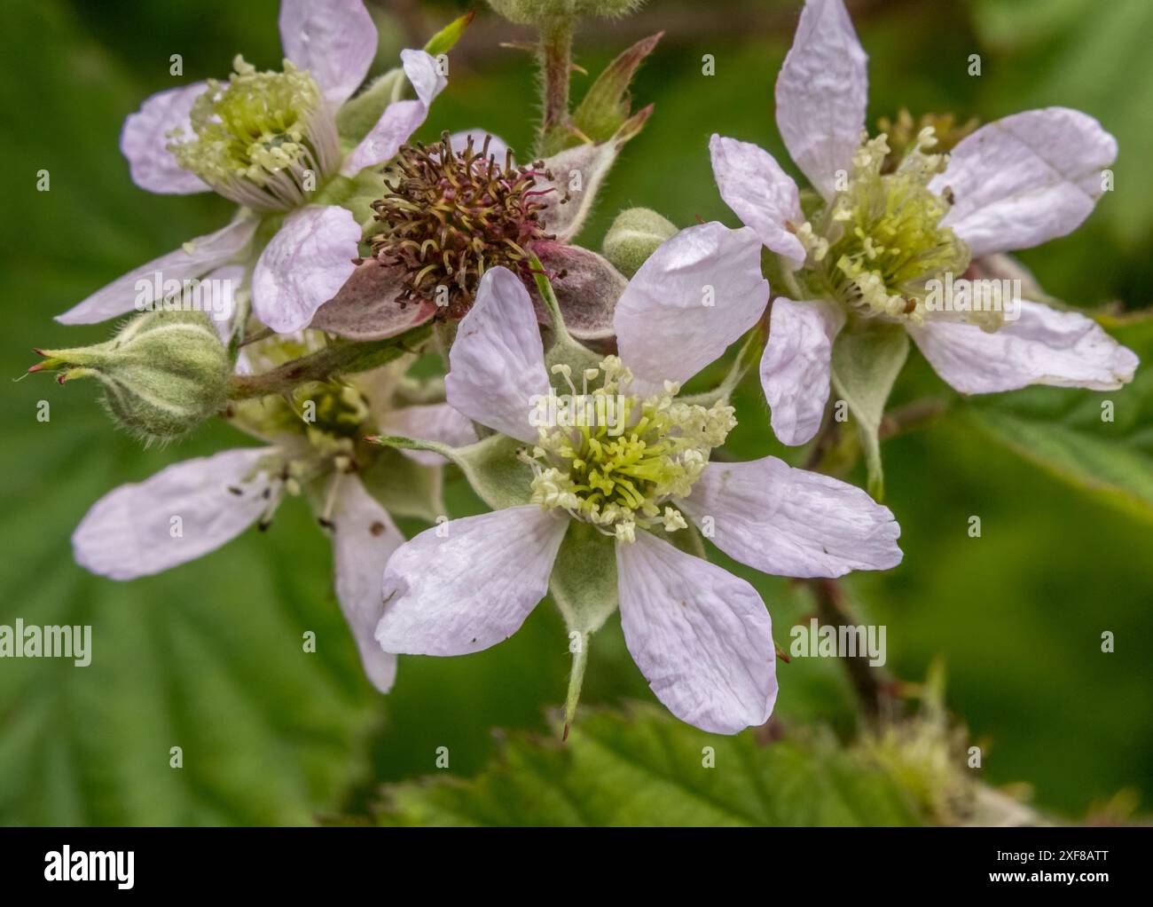 Bramble bush hi-res stock photography and images - Alamy
