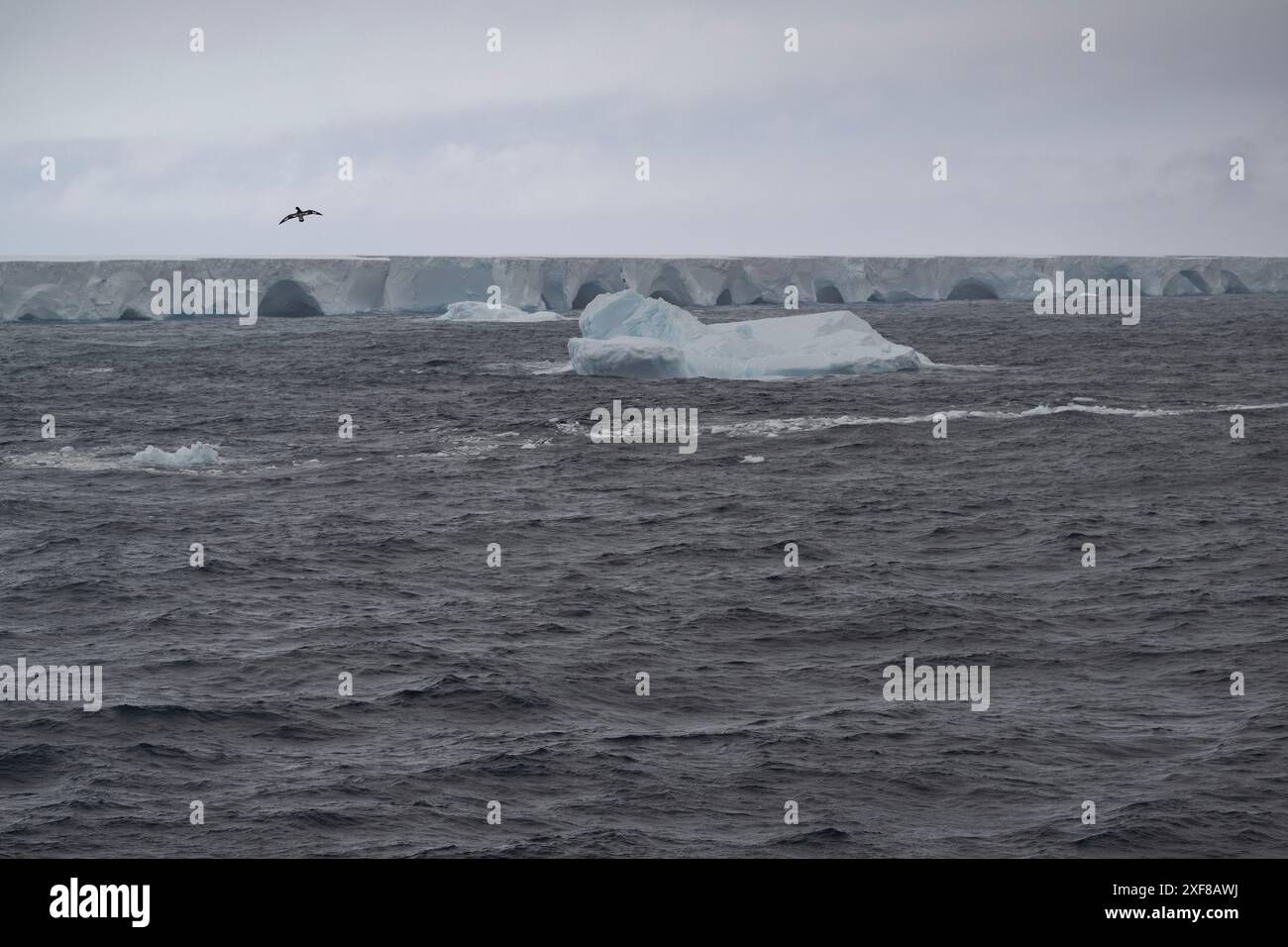 Iceberg A23a , the largest iceberg in the world, floating in the Southern Ocean close to the ...